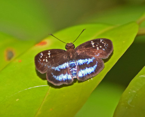 Rufous-based Blue-Skipper (Quadrus contubernalis)