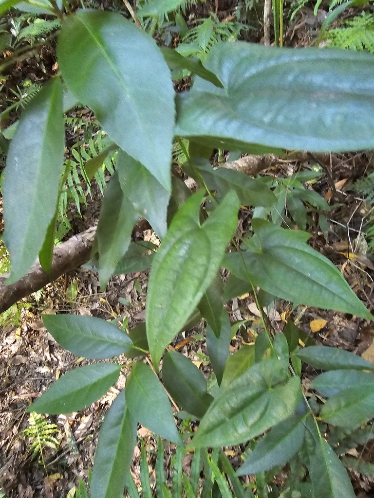 Common Yam Vine from Currumbin Valley QLD 4223, Australia on June 24, 2024 at 09:26 AM by Luis ...