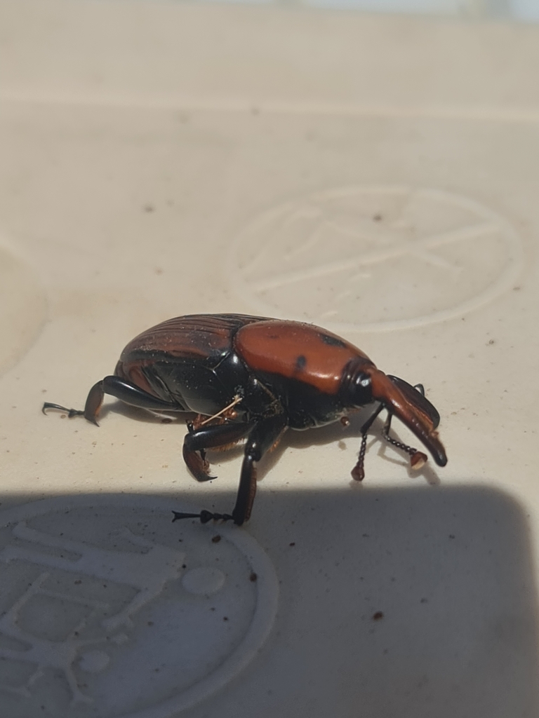 Red Palm Weevil in August 2024 by Dragim Yutto · iNaturalist