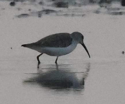 Curlew Sandpiper from Lake Borrie, Point Wilson, VIC, AU on August 10 ...