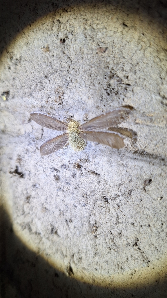 Black-winged Subterranean Termite from 350台灣苗栗縣竹南鎮崎頂里 on August 10 ...