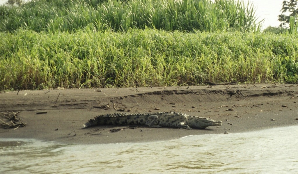 American Crocodile in October 2008 by michae lmarchiano · iNaturalist