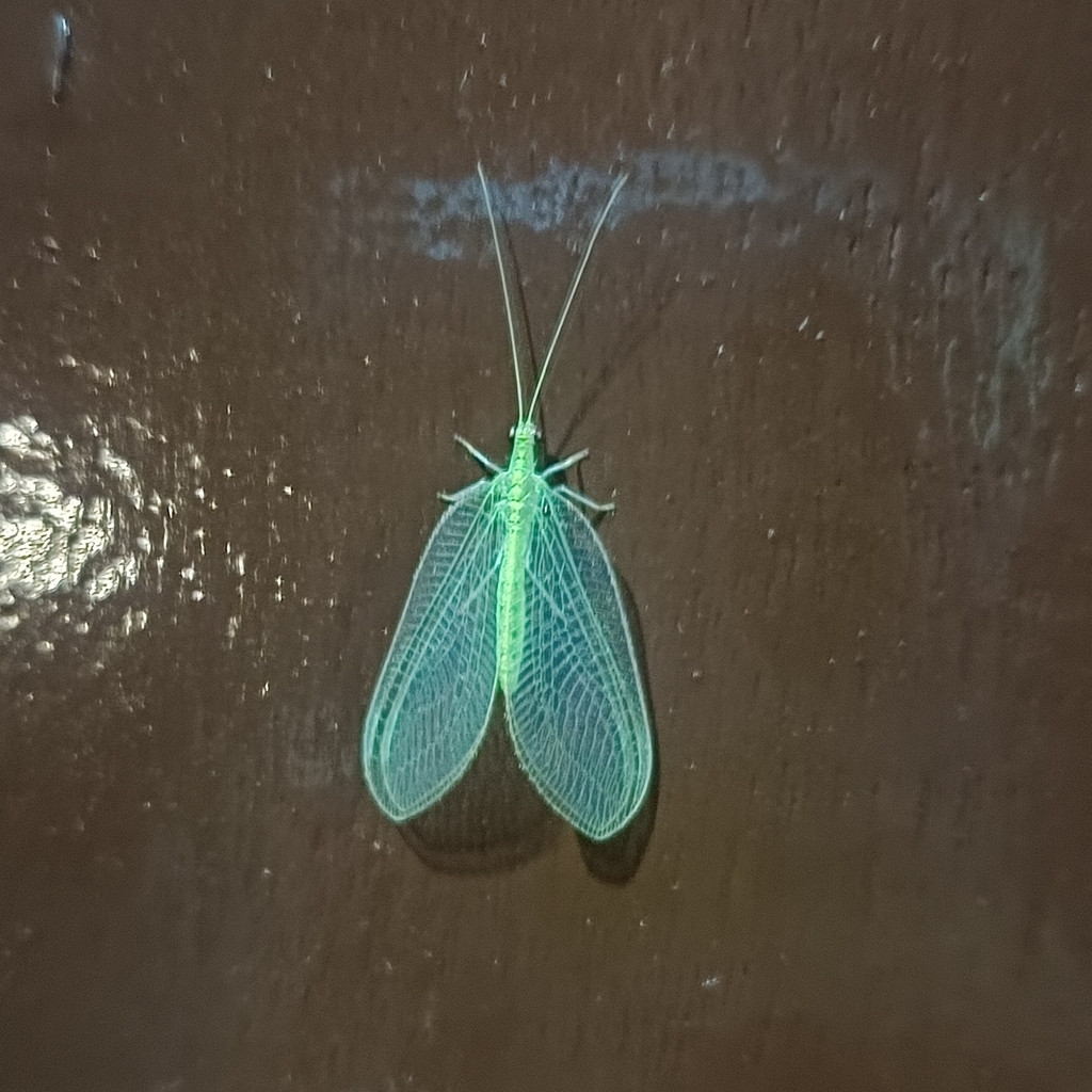 Green Lacewings from 36JQ+P9M, Sarmoli, Munsyari, Uttarakhand 262554 ...