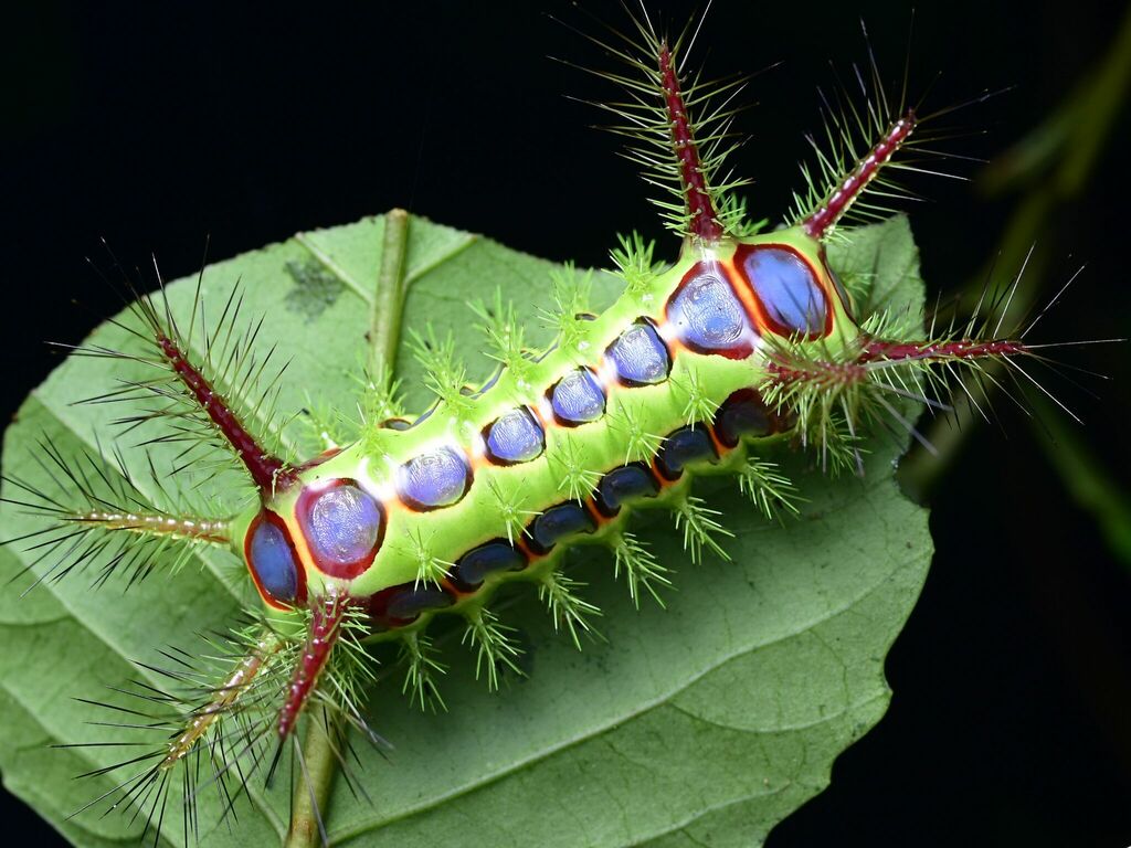 Phocoderma velutina from 中国云南省西双版纳傣族自治州勐腊县 on August 3, 2024 at 09:38 ...