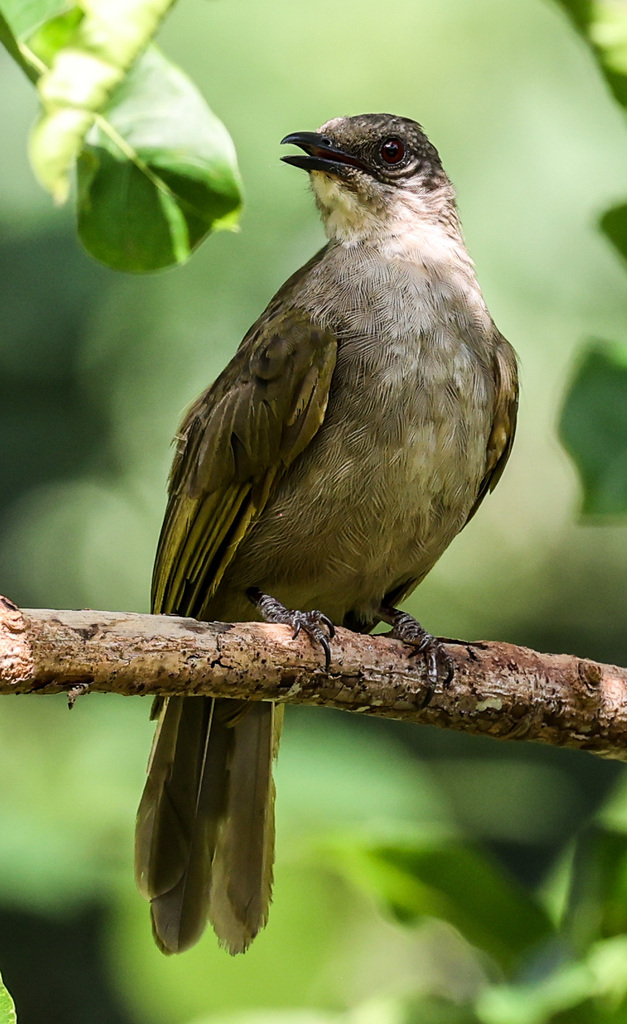 Olive-winged Bulbul from Tanglin, Singapore on July 31, 2024 at 10:10 ...