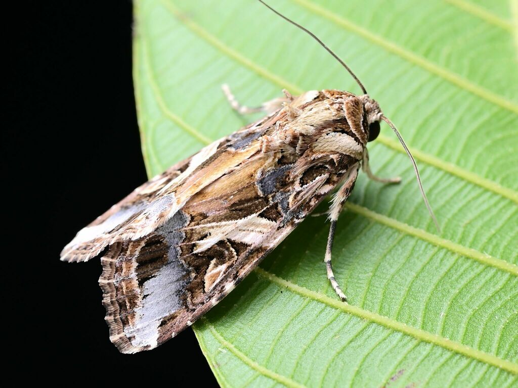 Oriental leafworm moth from 中国云南省西双版纳傣族自治州勐腊县 on August 8, 2024 at 03: ...