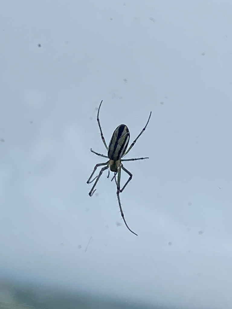 Orchard Spiders and Allies from Carretera Dr. Juan Guillermo Ortiz ...