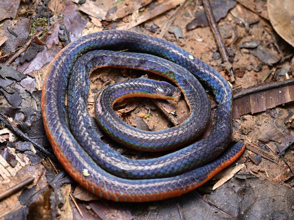 Yunnan Reed Snake in August 2024 by jiangyou · iNaturalist