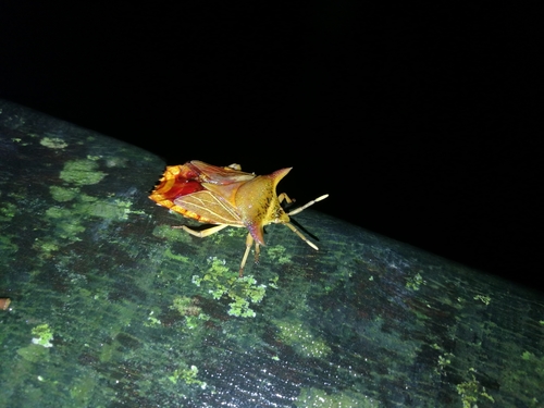 Pygoplatys tauriformis · iNaturalist