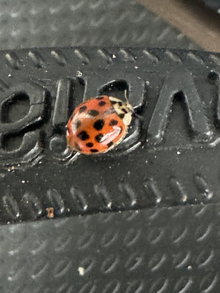 Asian Lady Beetle from N 68th St, Seattle, WA, US on August 10, 2024 at ...