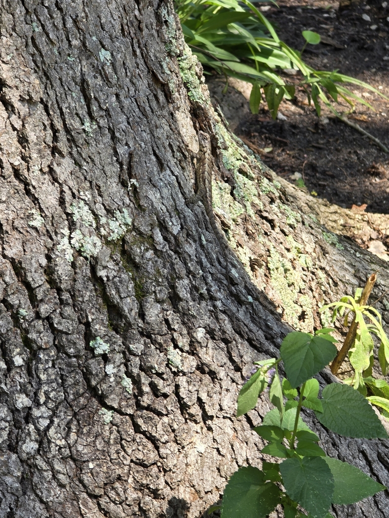 Eastern Fence Lizard from Franklinton, NC 27525, USA on August 10, 2024 ...