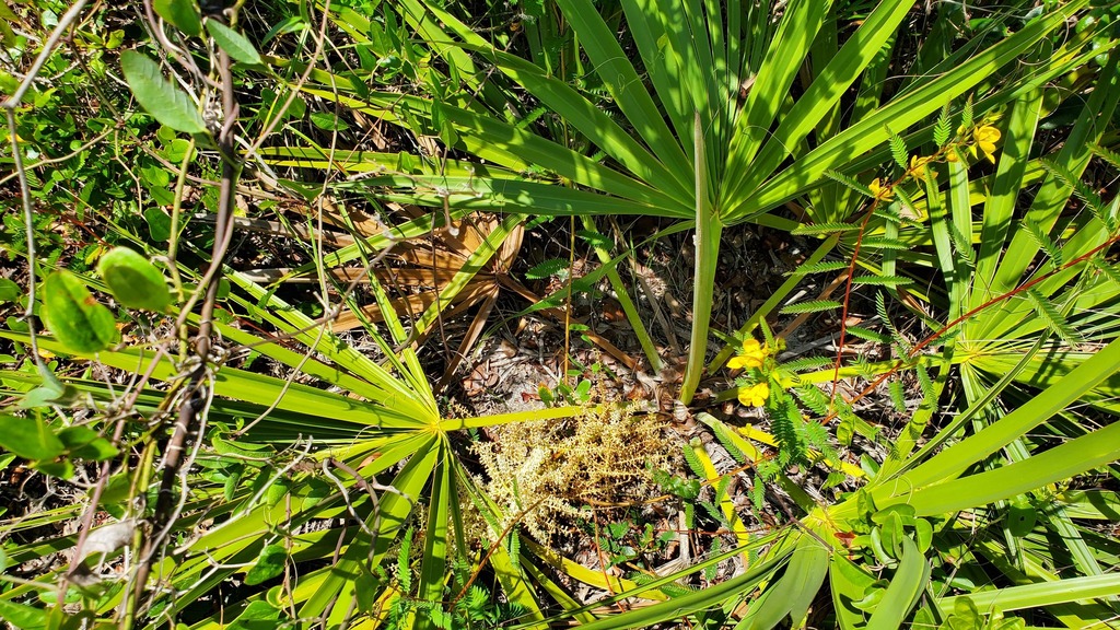 Scrub Palmetto from Bayonne Preserve, Sarasota County, FL, USA on June ...