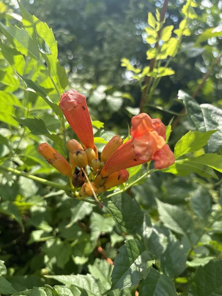 American trumpet vine from Audubon Wildlife Sanctuary, Norristown, PA ...