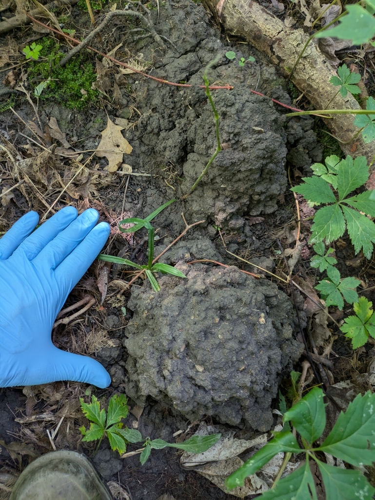 Digger Crayfish in August 2024 by Thomas Hossie · iNaturalist