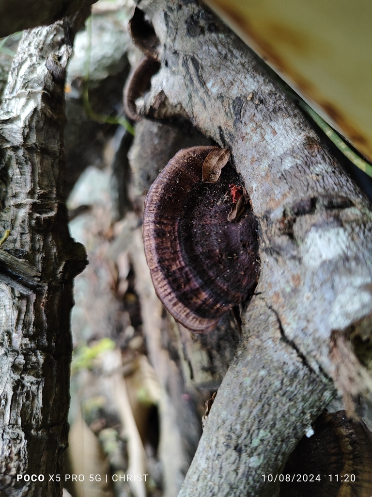 Thin-walled Maze Polypore from Ejidal, 96495 Allende, Ver., México on ...