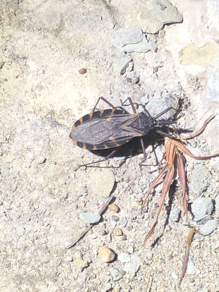 Triatoma gerstaeckeri from Big Bend National Park, Alpine, TX, US on ...