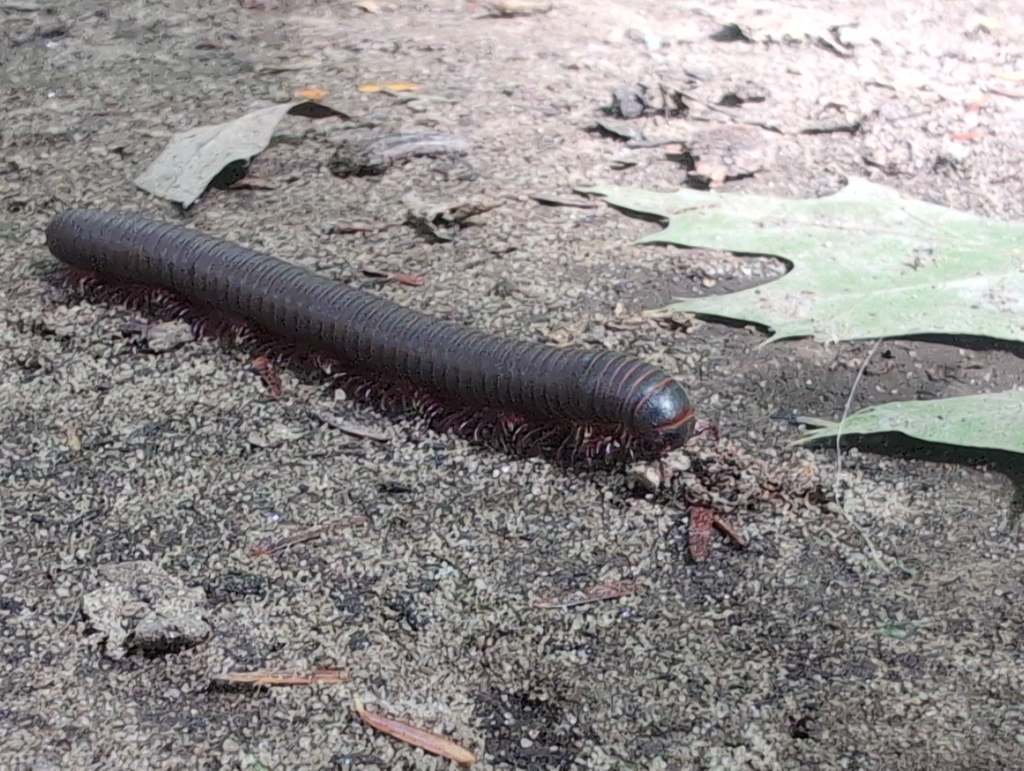 American Giant Millipede from Boston Heights, OH, USA on August 10 ...