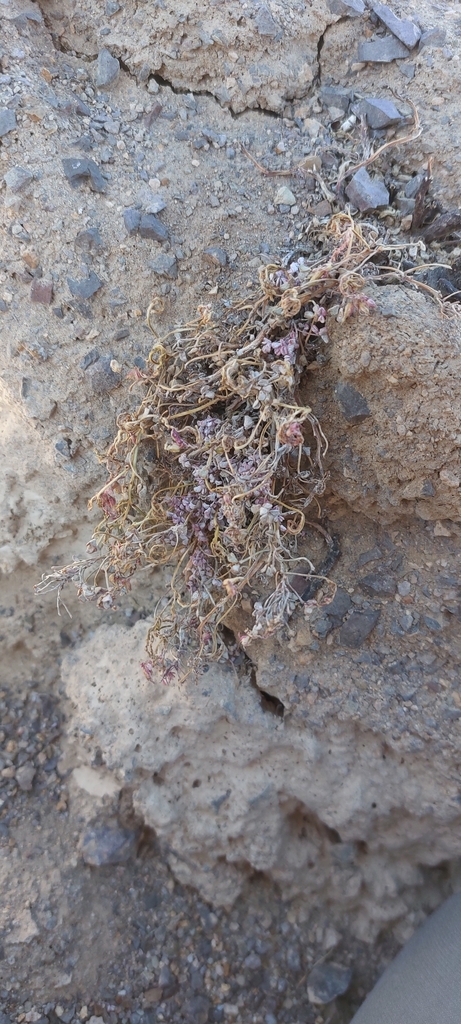 Oxalis eremobia from Chañaral, CL-AT, CL on August 10, 2024 at 01:39 PM ...