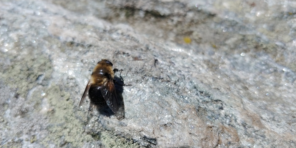 Cephenemyia from Huntington, VT 05462, USA on June 8, 2019 at 11:52 AM ...