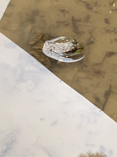 iNaturalist Tracking Database – NatureTracking