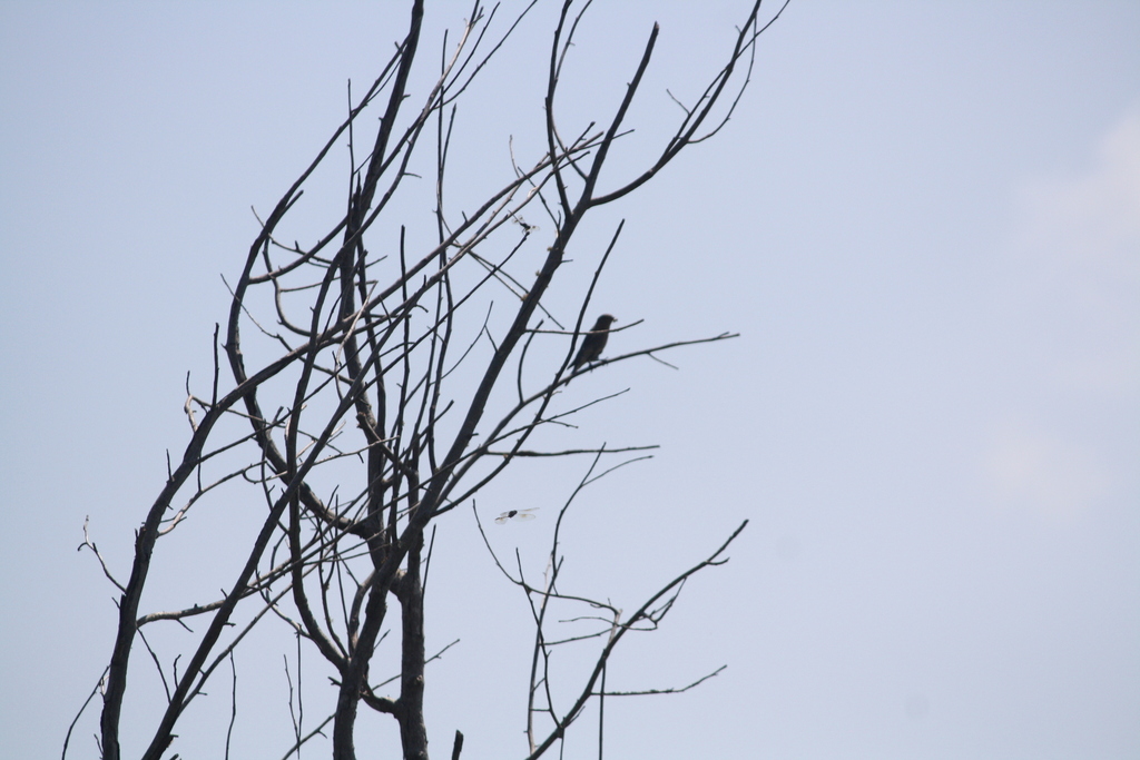 Eastern Bluebird from Houston County, GA, USA on August 9, 2024 at 12: ...