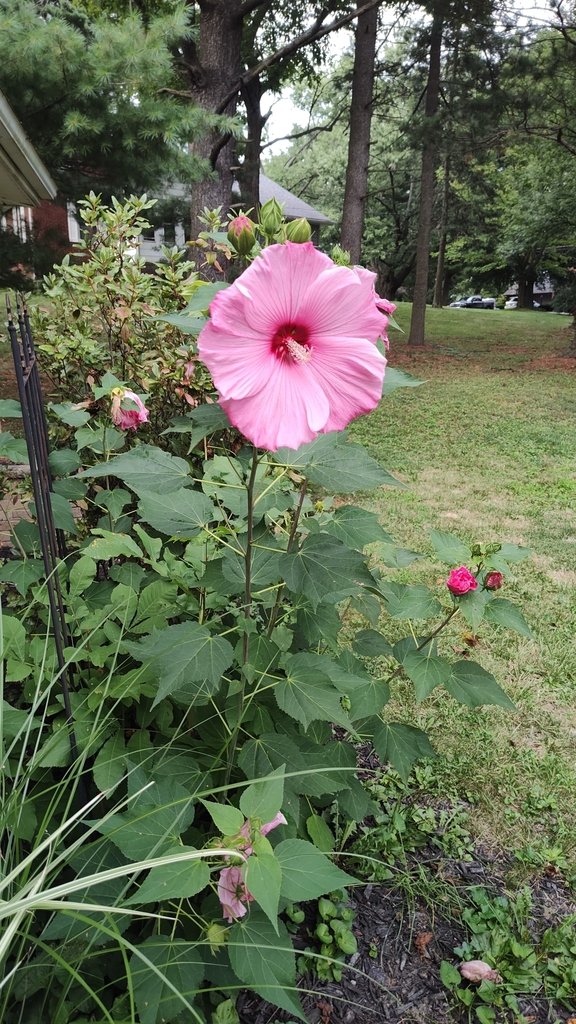 swamp rose mallow from Canton, OH 44705, USA on August 8, 2024 at 06:57 ...