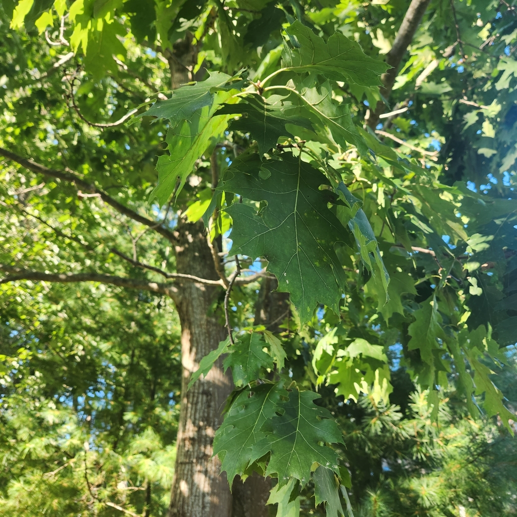 northern red oak from Kennebunk, ME 04043, USA on August 10, 2024 at 05 ...
