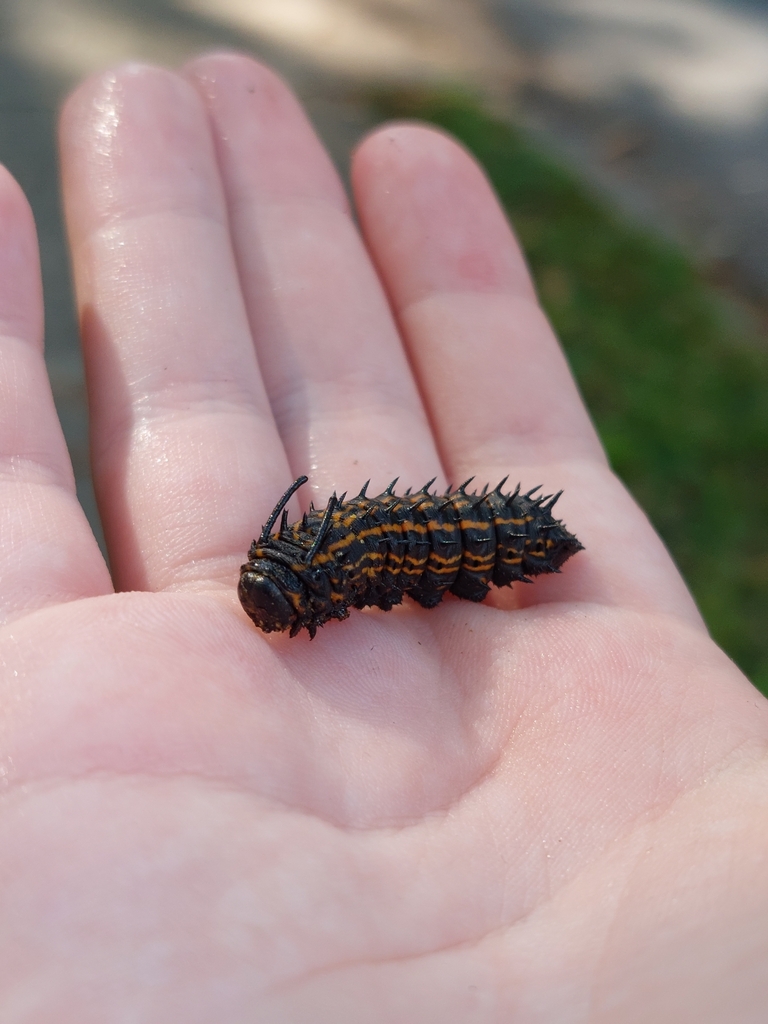 Orange-tipped Oakworm Moth from Midway Woods, Decatur, GA 30030, USA on ...