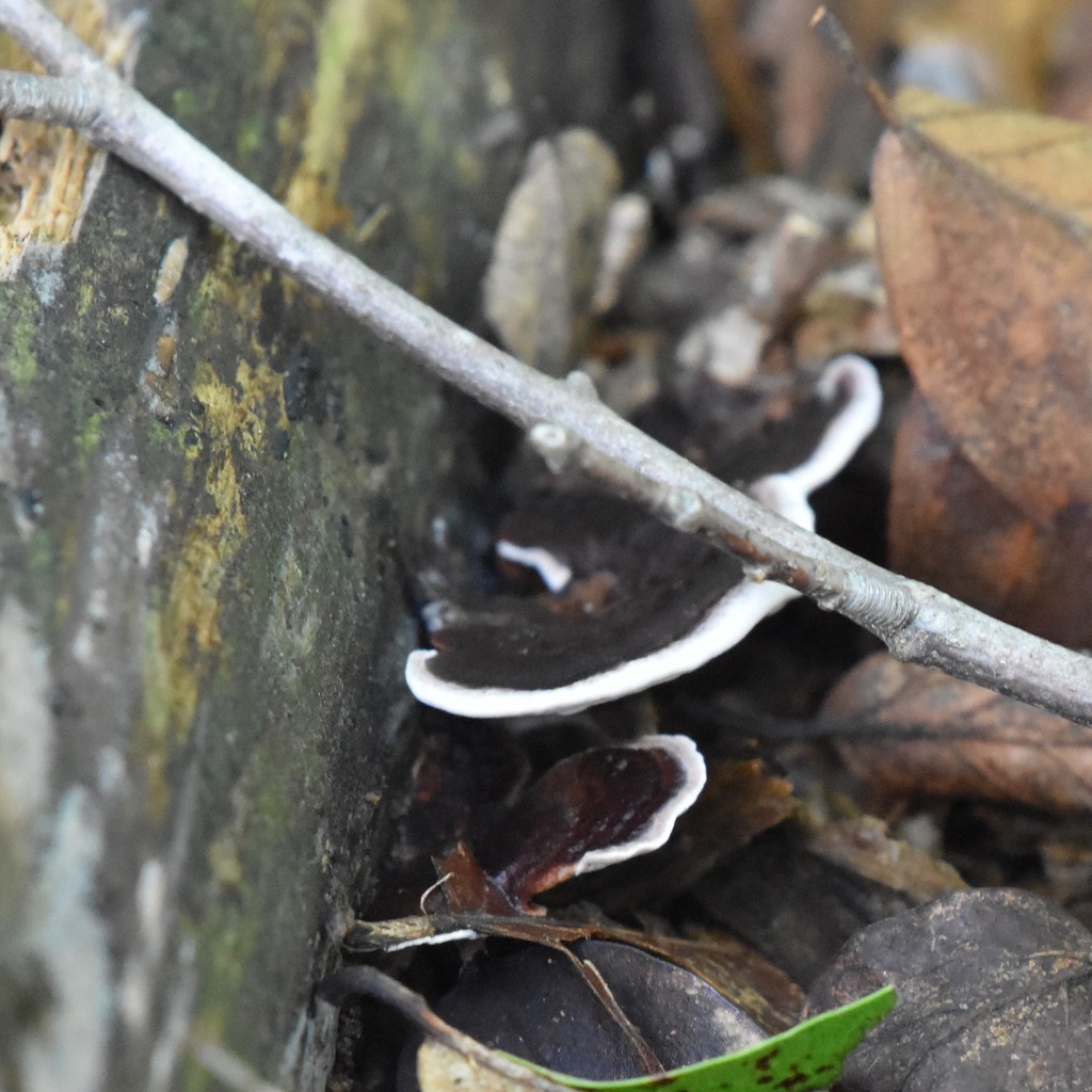 Nigroporus vinosus from Prince George's County, MD, USA on August 10 ...