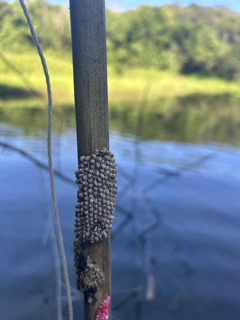 Asian Giant Water Bug in August 2024 by Bruce · iNaturalist