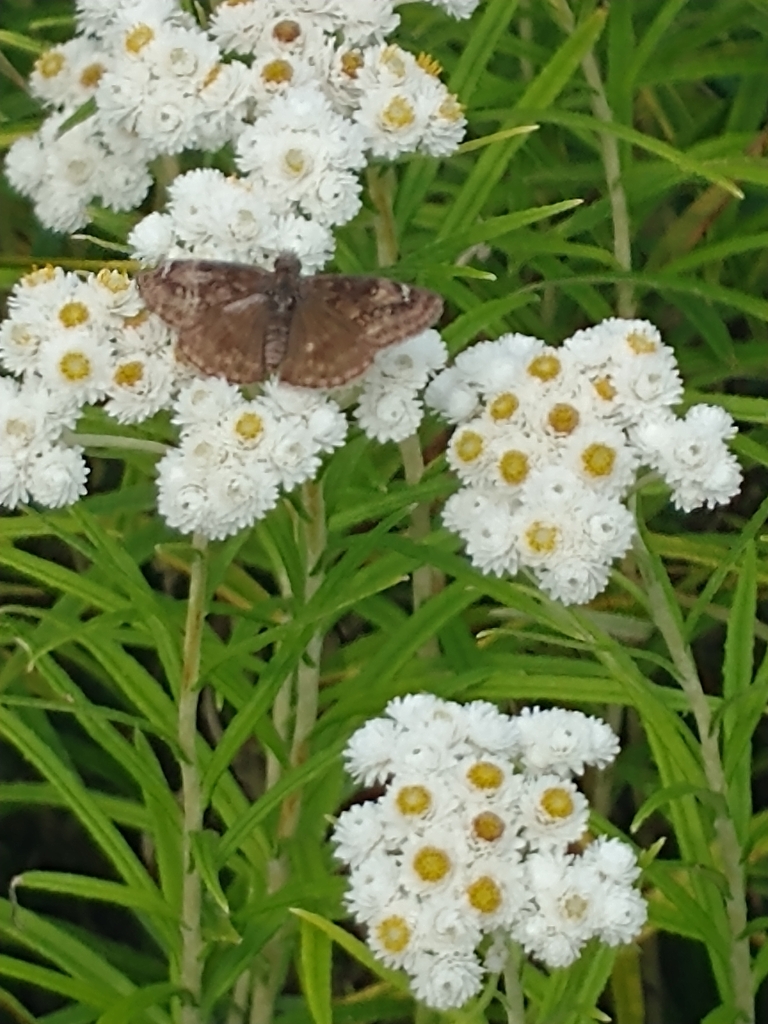 Wild Indigo Duskywing from Barrie, ON L4M 5L9, Canada on August 7, 2024 ...