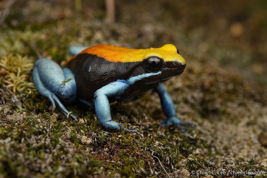 Blue-legged Mantella in October 2017 by Chien Lee · iNaturalist