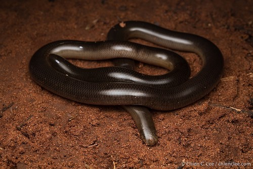Mocquard's Worm Snake (Madatyphlops decorsei) · iNaturalist