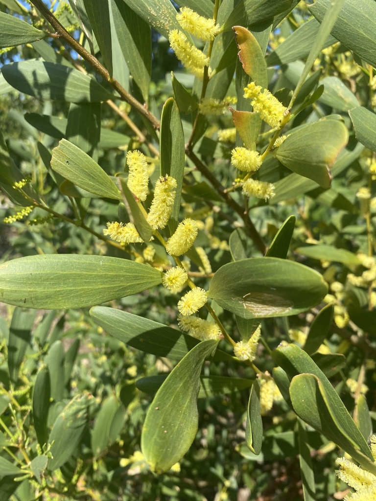 Longleaf Wattle from Federation Walk Coastal Reserve, Main Beach, QLD ...