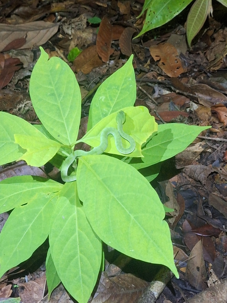 Sumatra Pit Viper in August 2024 by Ethan Hollender · iNaturalist