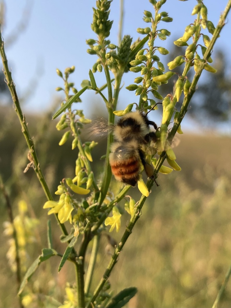 Red-belted Bumble Bee from 520th St NW, Kenmare, ND, US on August 10 ...