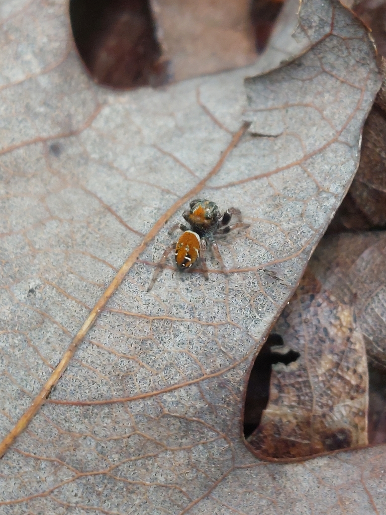 Whitman's Jumping Spider in July 2024 by Pika. ~3-4mm jumping spider ...
