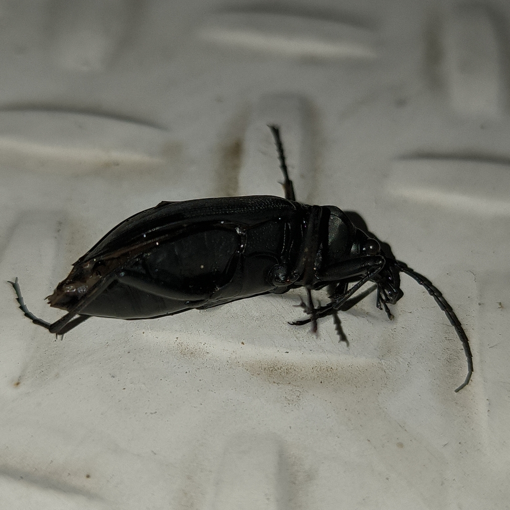 Calosoma angulatum from 80301 Sin., México on August 9, 2024 at 07:04 ...
