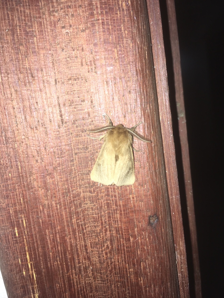 Paracles deserticola from FG4F+FQ - Quilombo, Pelotas - RS, Brasil on ...