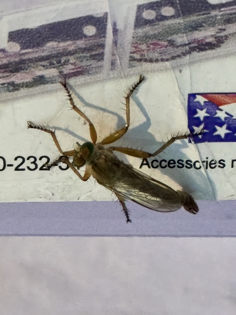 Robber Flies from Tandy Hills Natural Area, Fort Worth, TX, US on ...