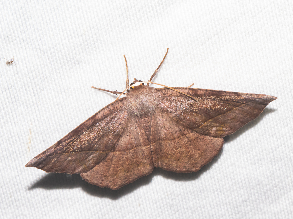 Curved-toothed Geometer Moth from Patuxent Research Refuge, Anne ...