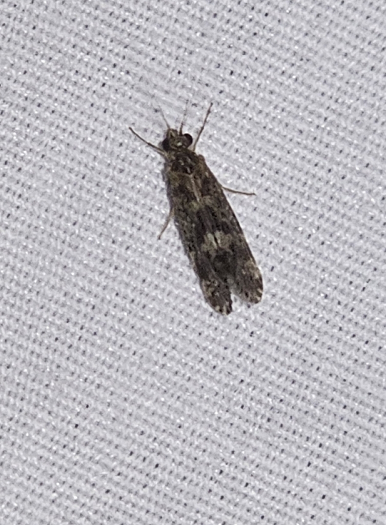 Winged and Once-winged Insects from West Meadowbrook, Fort Worth, TX ...