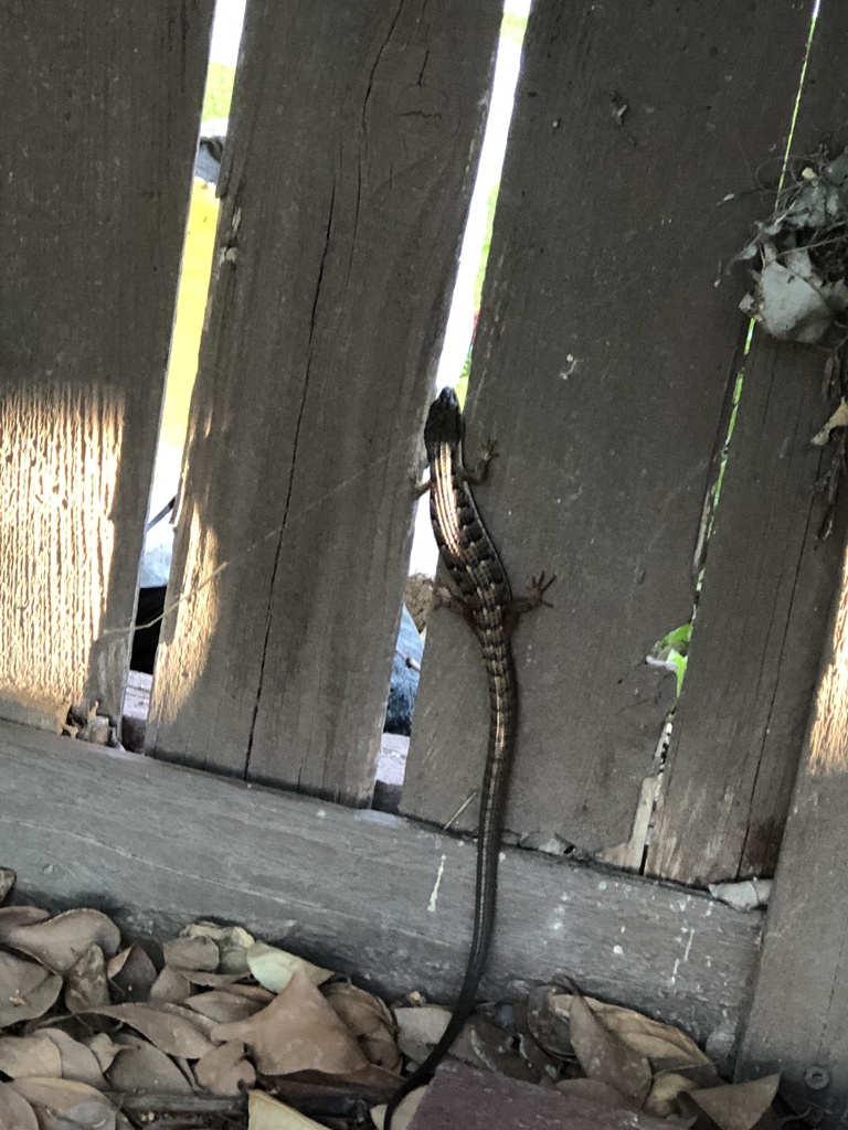 San Diego Alligator Lizard in August 2024 by Sophia Cathcart · iNaturalist