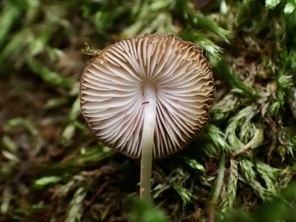 Celluloderma from La Crosse County, WI, USA on August 9, 2024 at 06:15 ...