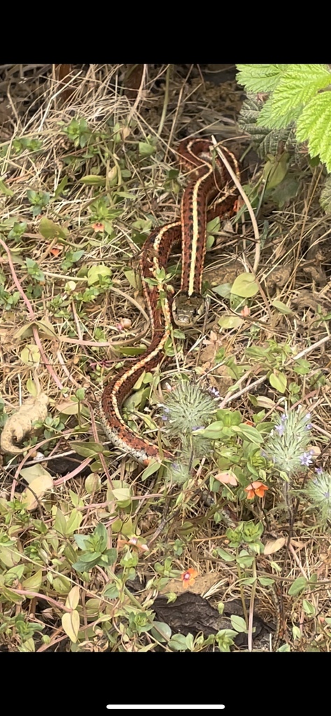 Coast Garter Snake from Point Reyes National Seashore, Inverness, CA ...