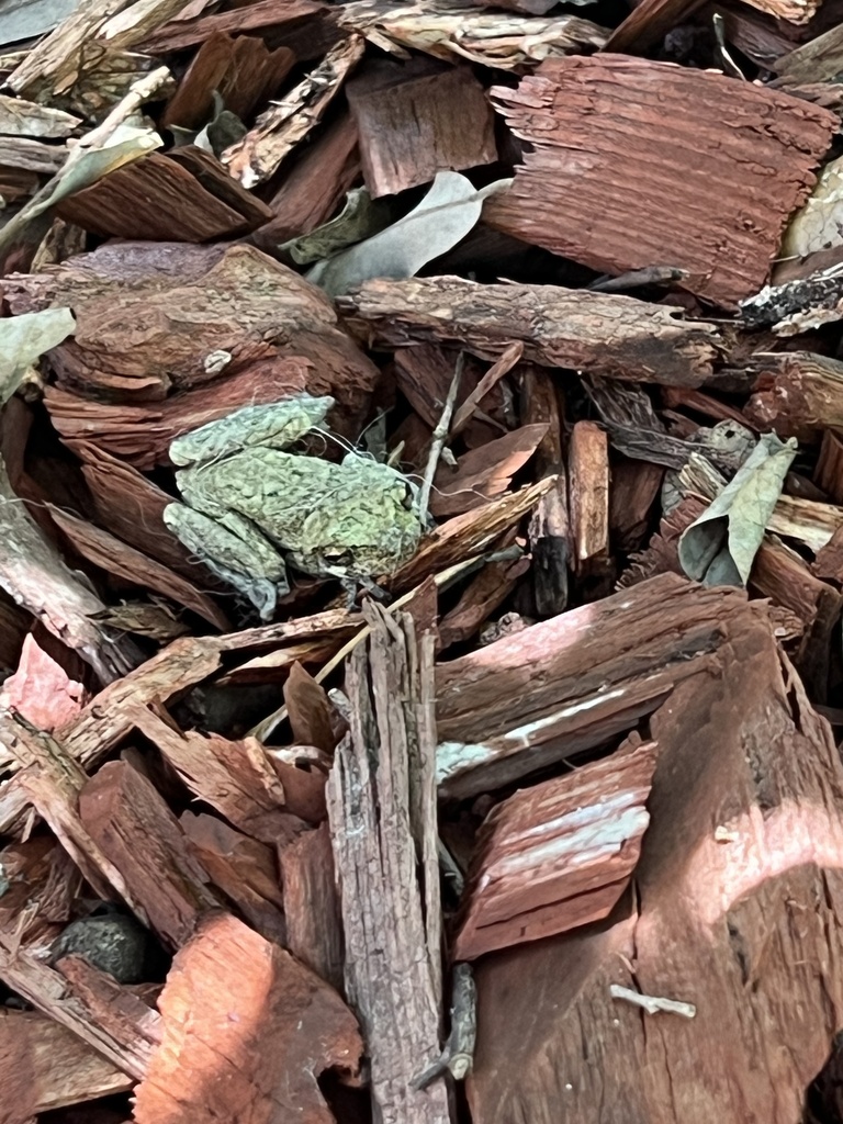 Gray Treefrog Species Complex from Old Dixie Dr, Richmond, TX, US on ...