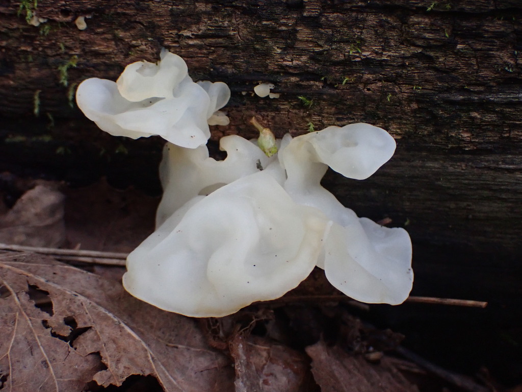 white jelly fungus from La Crosse County, WI, USA on August 9, 2024 at ...
