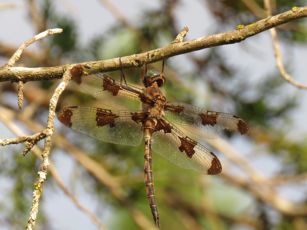 Prince Baskettail from 3232 Stout Rd, Midlothian, TX 76065, USA on June ...