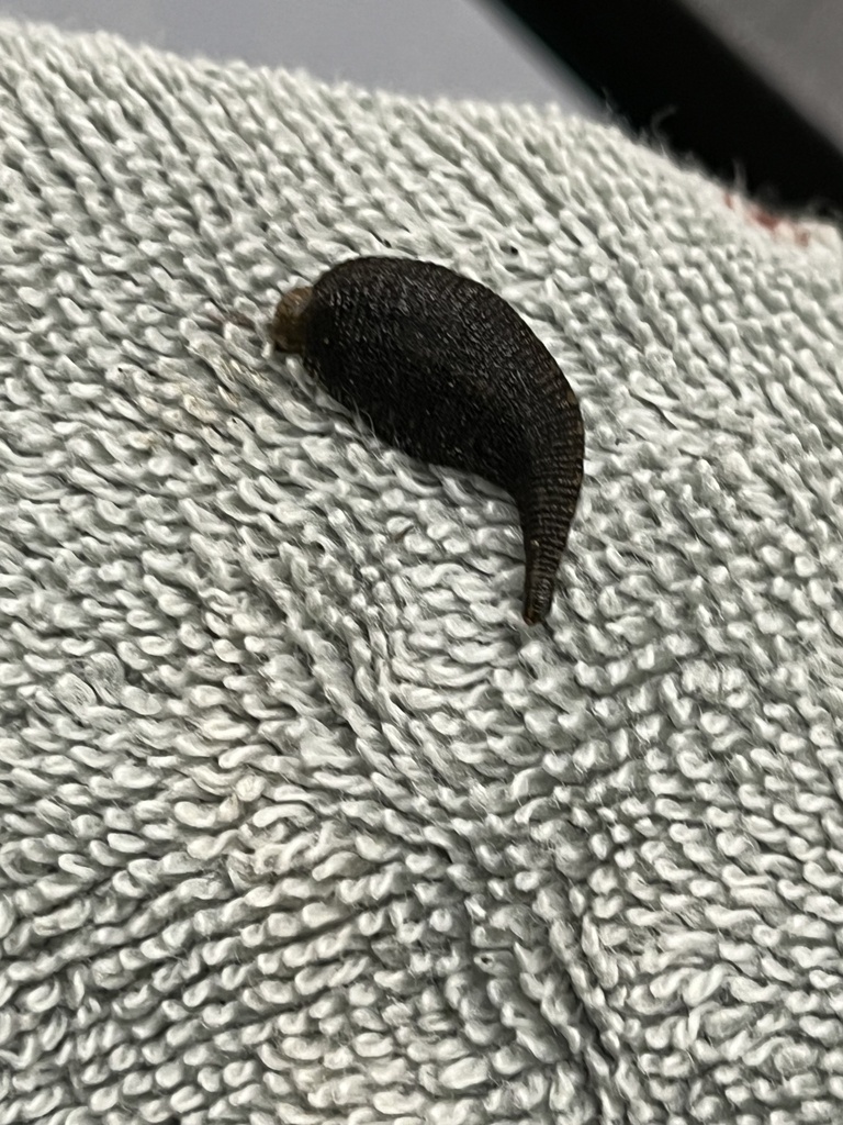 Smooth Turtle Leech from Cummings School of Veterinary Medicine at ...