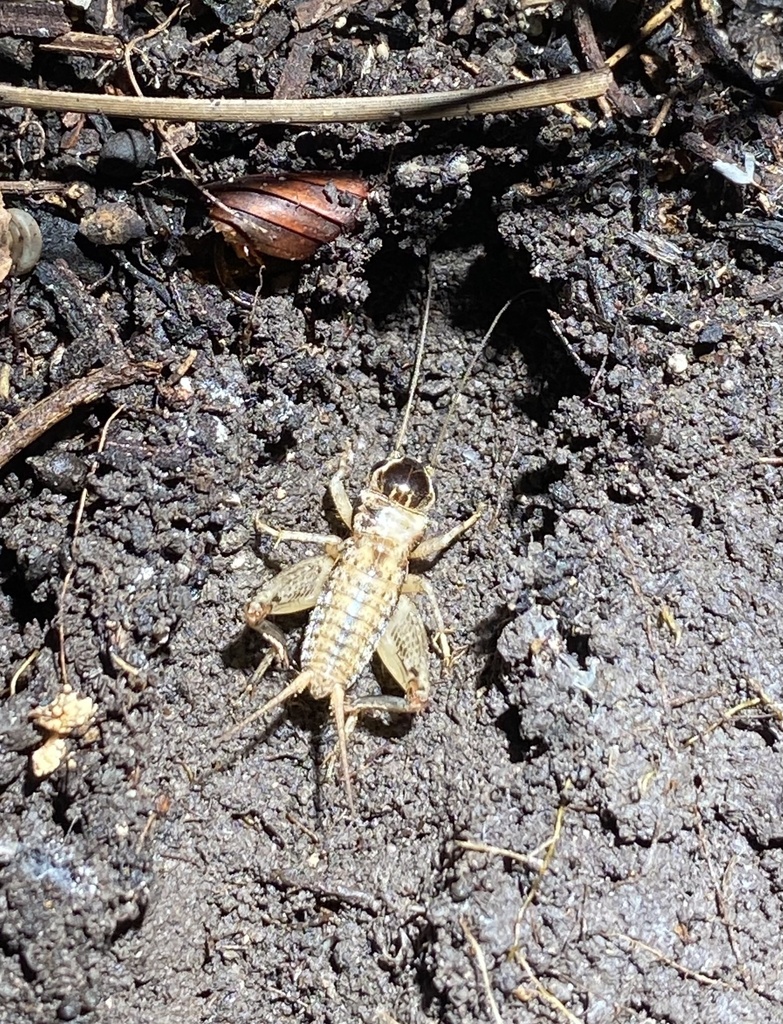 Eastern Striped Cricket in January 2024 by River · iNaturalist